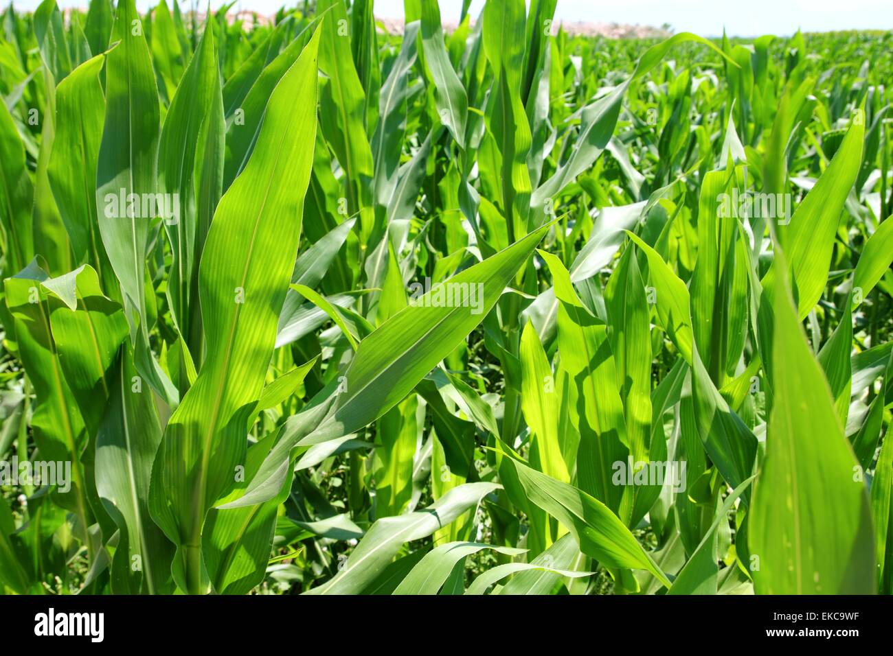 agriculture corn plants field green plantation Stock Photo - Alamy