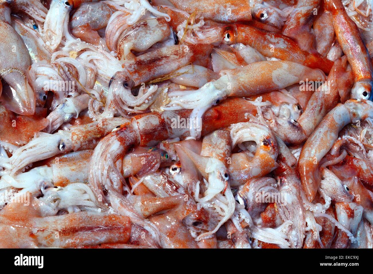 Totena squid Ommastrephes sagittatus seafood Stock Photo - Alamy