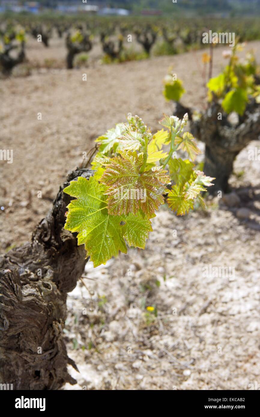 vineyard first spring sprouts in row field in Spain Stock Photo - Alamy