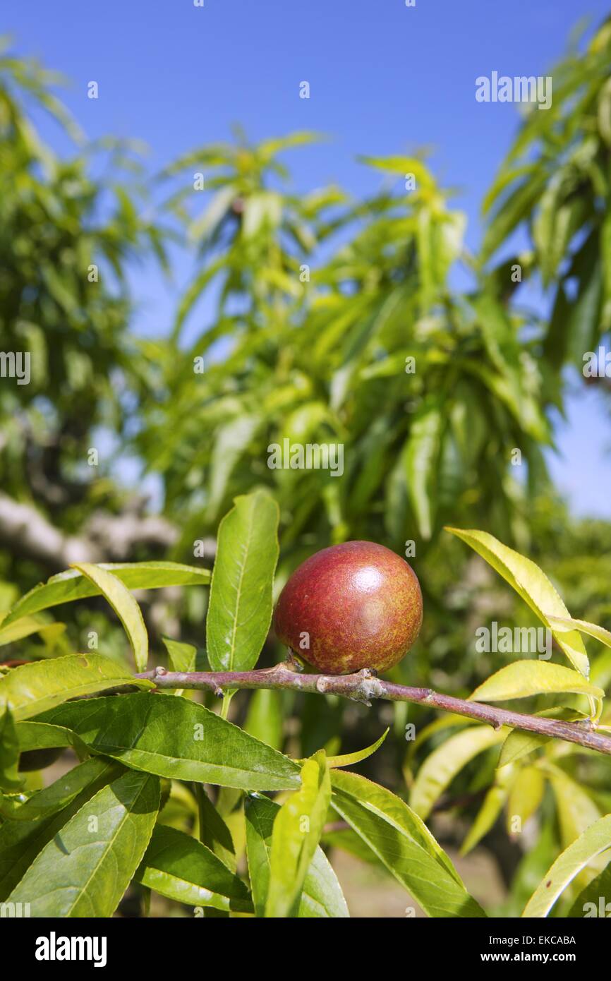 nectarine peach tree growing in spring blue sky Stock Photo - Alamy