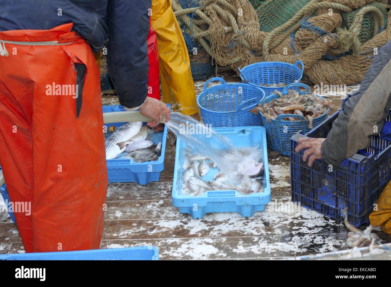 fishermen hands working fish catch on boat deck Stock Photo - Alamy