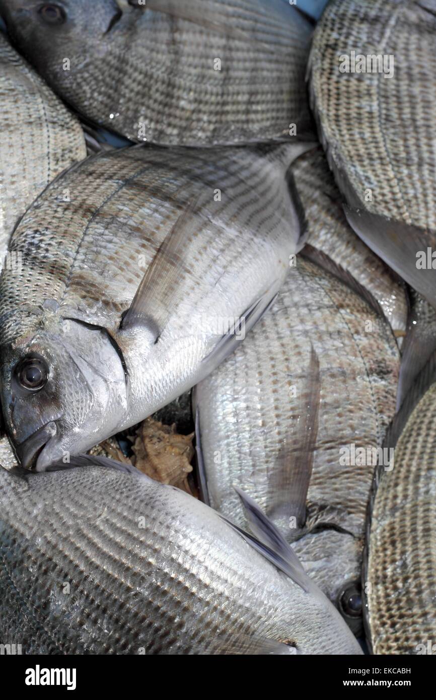 Diplodus Sargus white seabream fish Stock Photo - Alamy