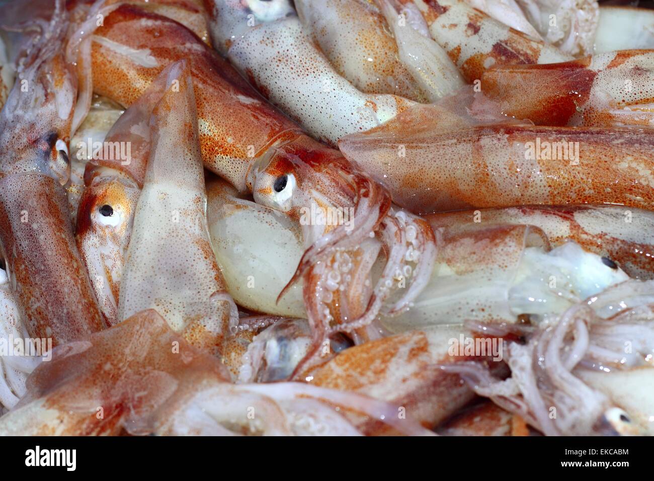totena mediterranean squid seafood market Stock Photo - Alamy