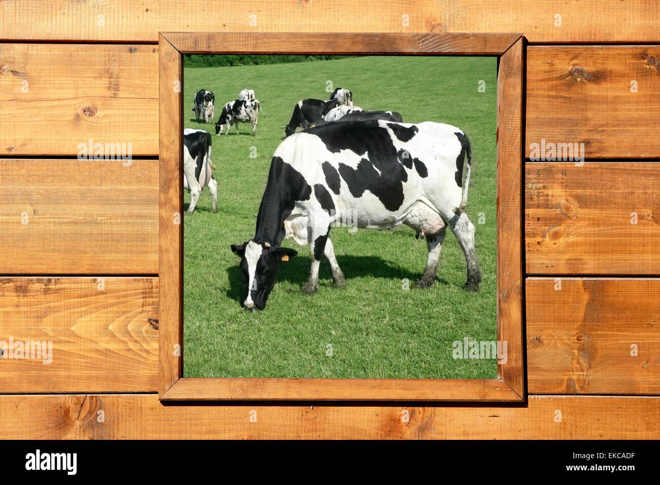 Cow meadow view from wooden window Stock Photo - Alamy