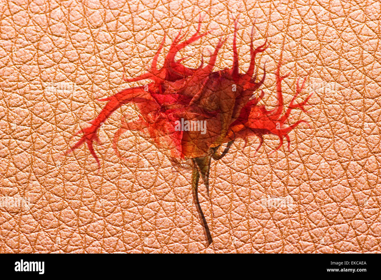 Bronze leatherette texture with a monster rose picture on it Stock ...