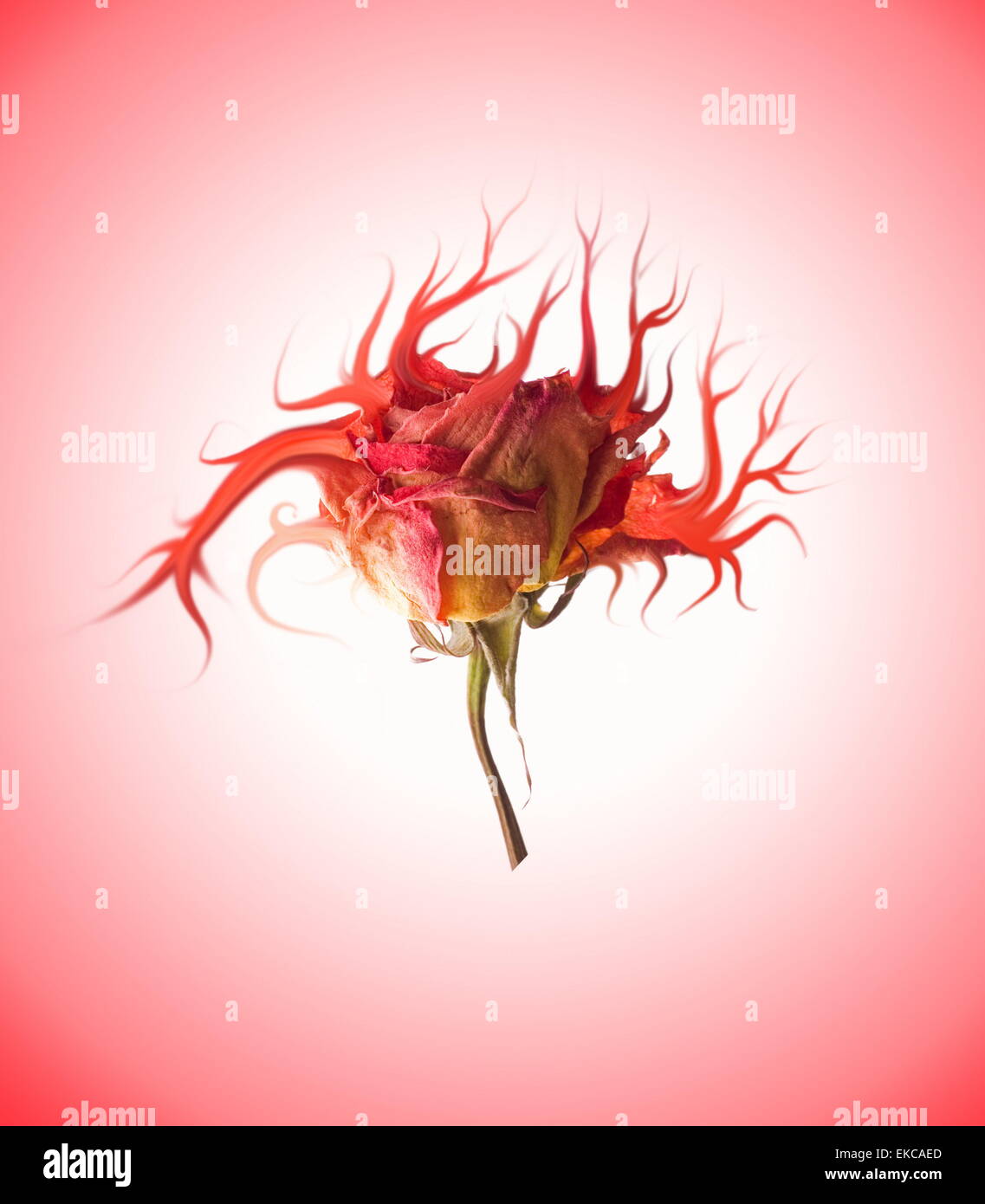 Red heart beast hi-res stock photography and images - Alamy