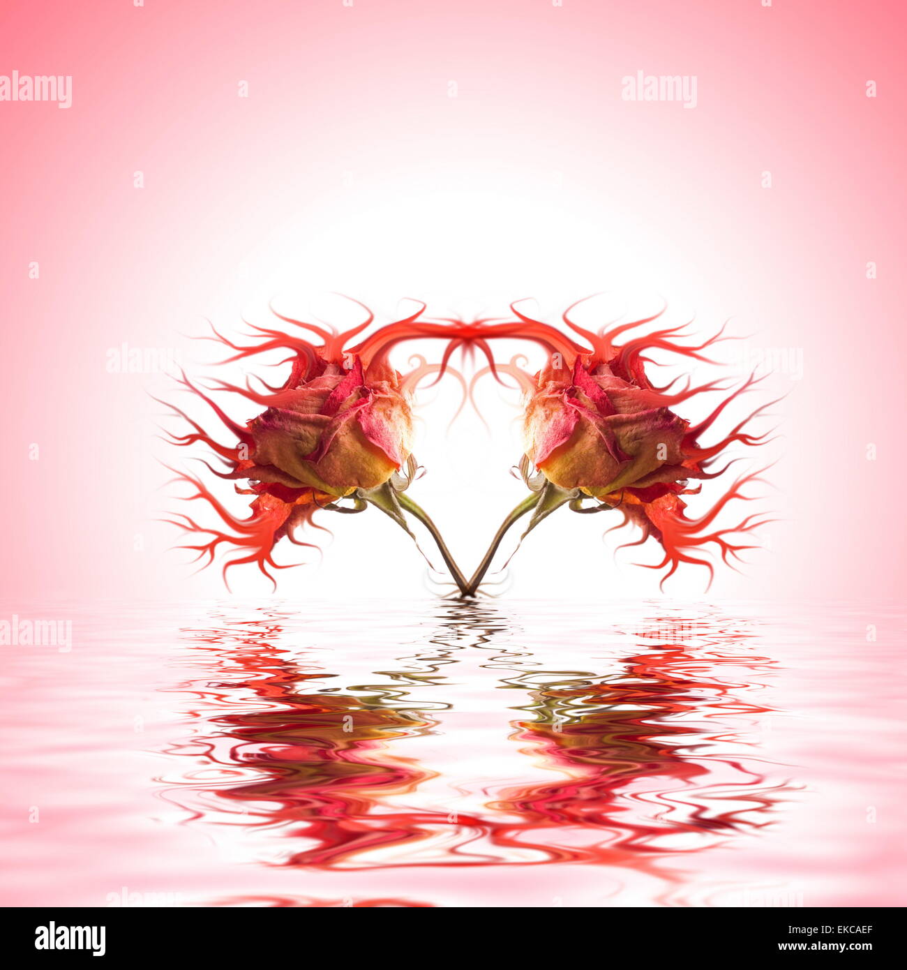 Mutant rose bud in rendered water Stock Photo - Alamy