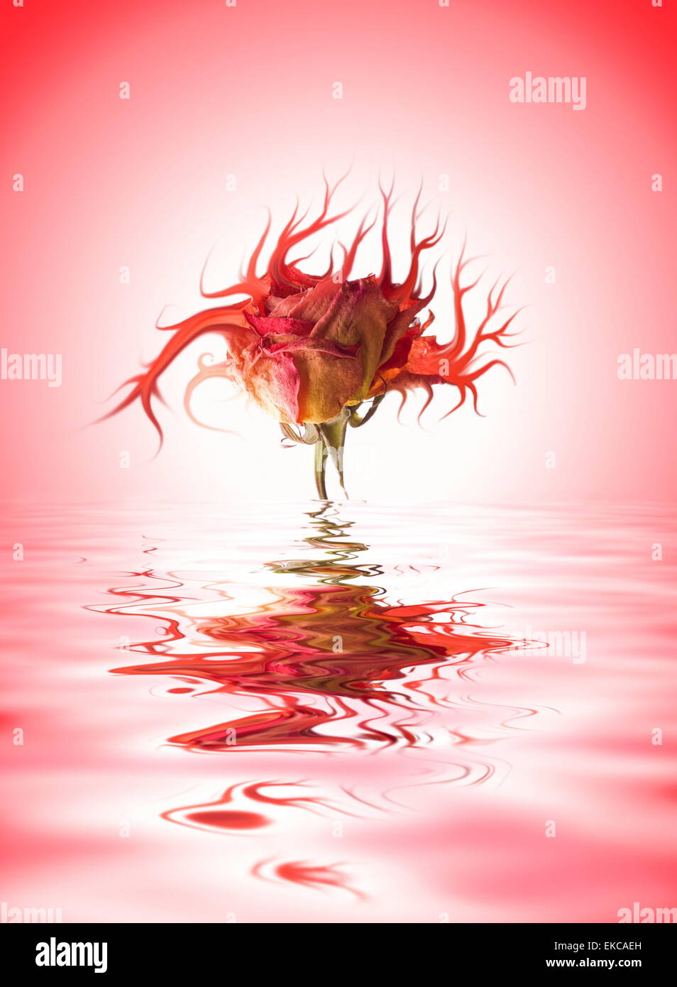 Red heart beast hi-res stock photography and images - Alamy