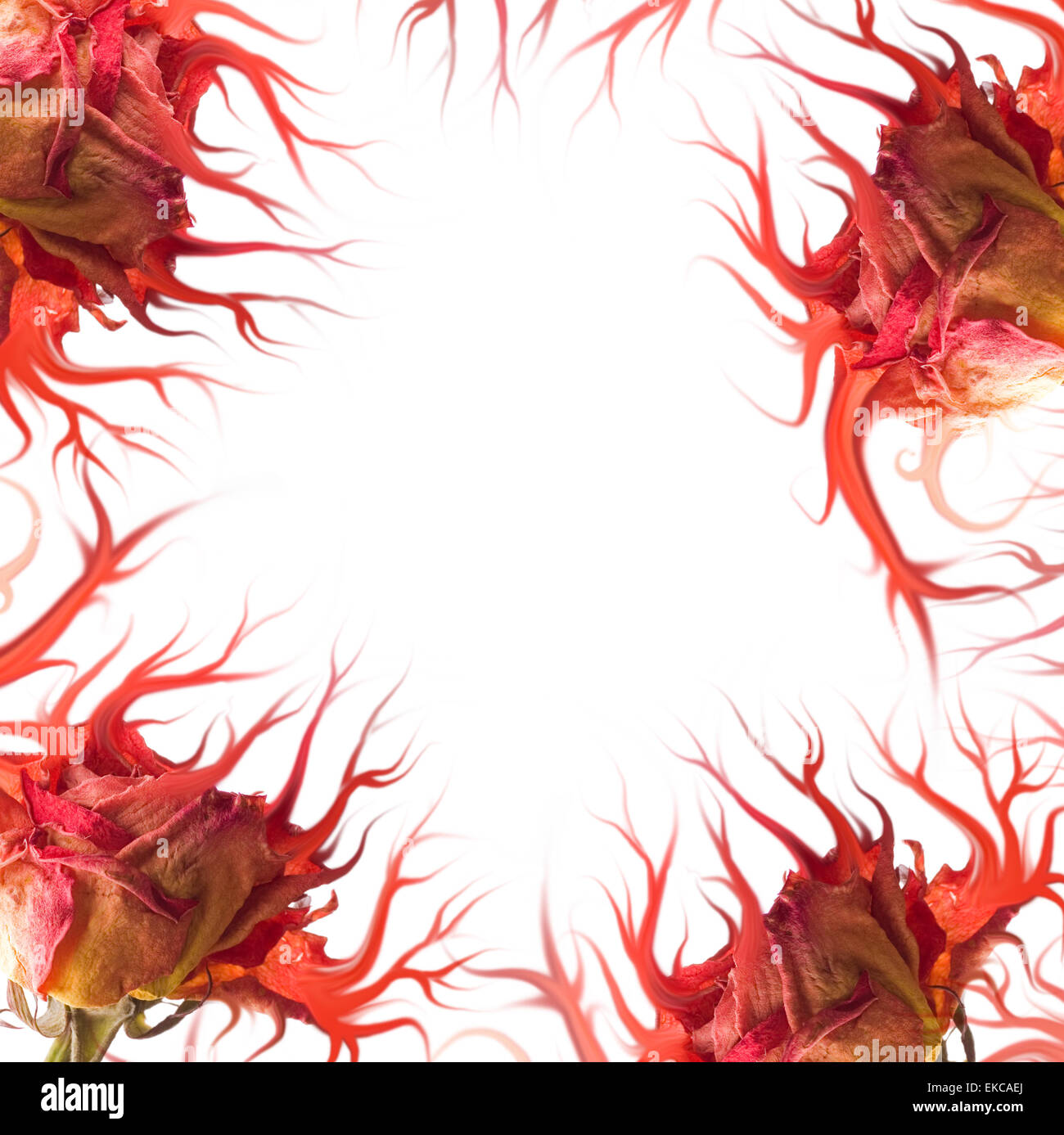 Mutant rose frame Stock Photo - Alamy