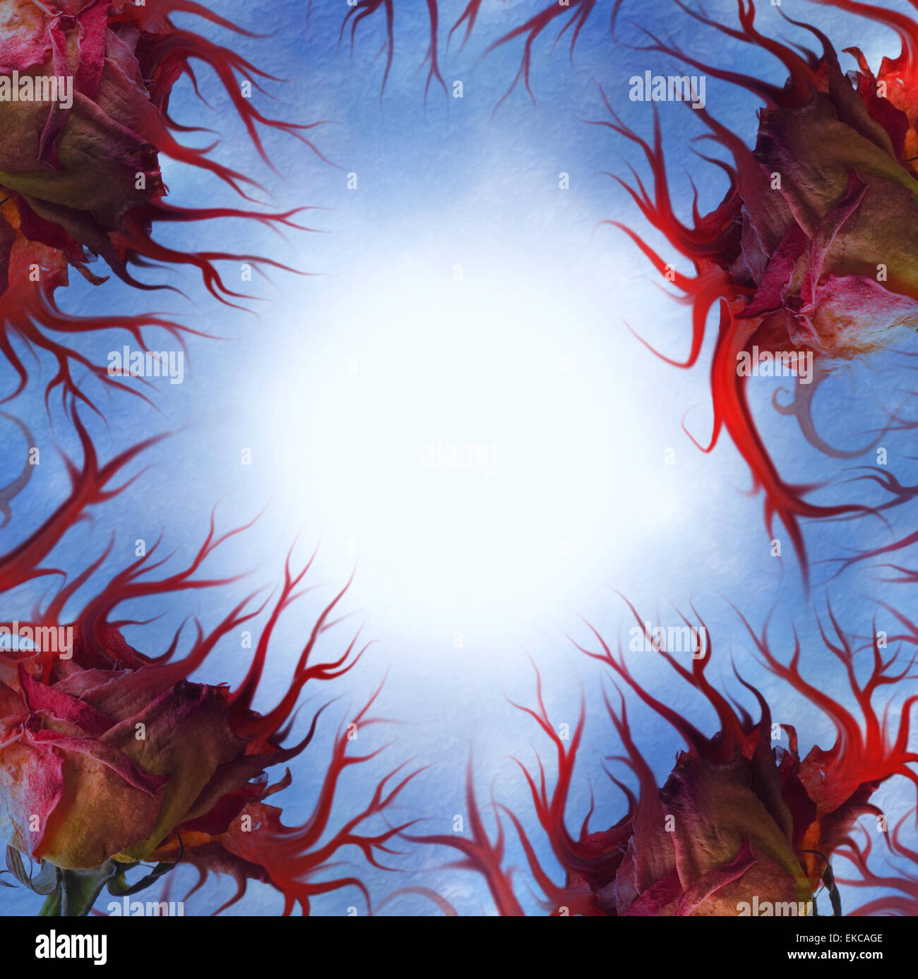 Dead rose frame Stock Photo - Alamy