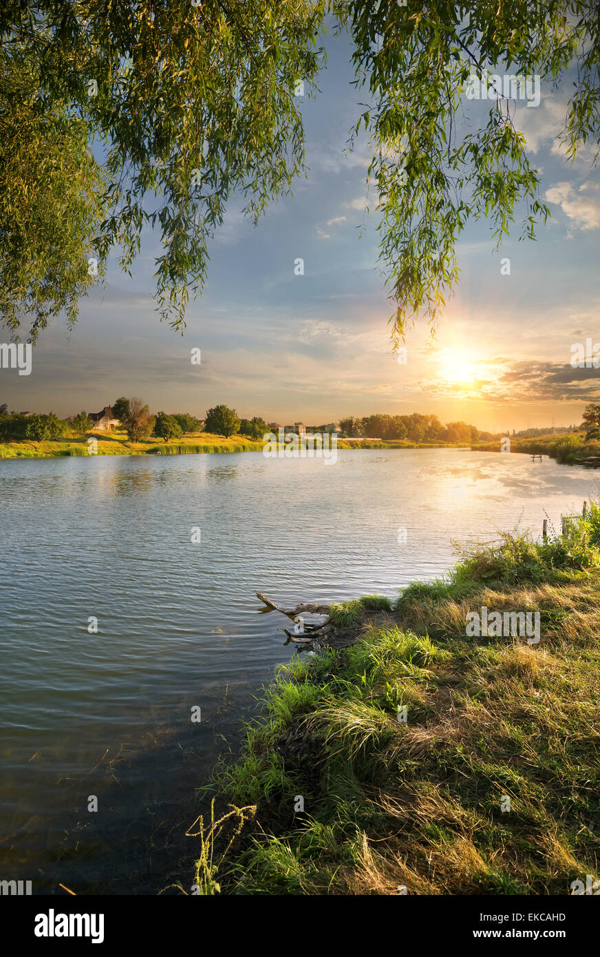 Osier by the river Stock Photo - Alamy