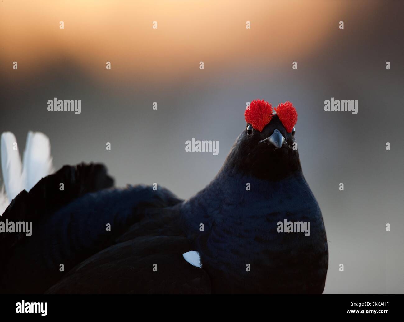Lekking Black Grouse ( Lyrurus tetrix Stock Photo - Alamy