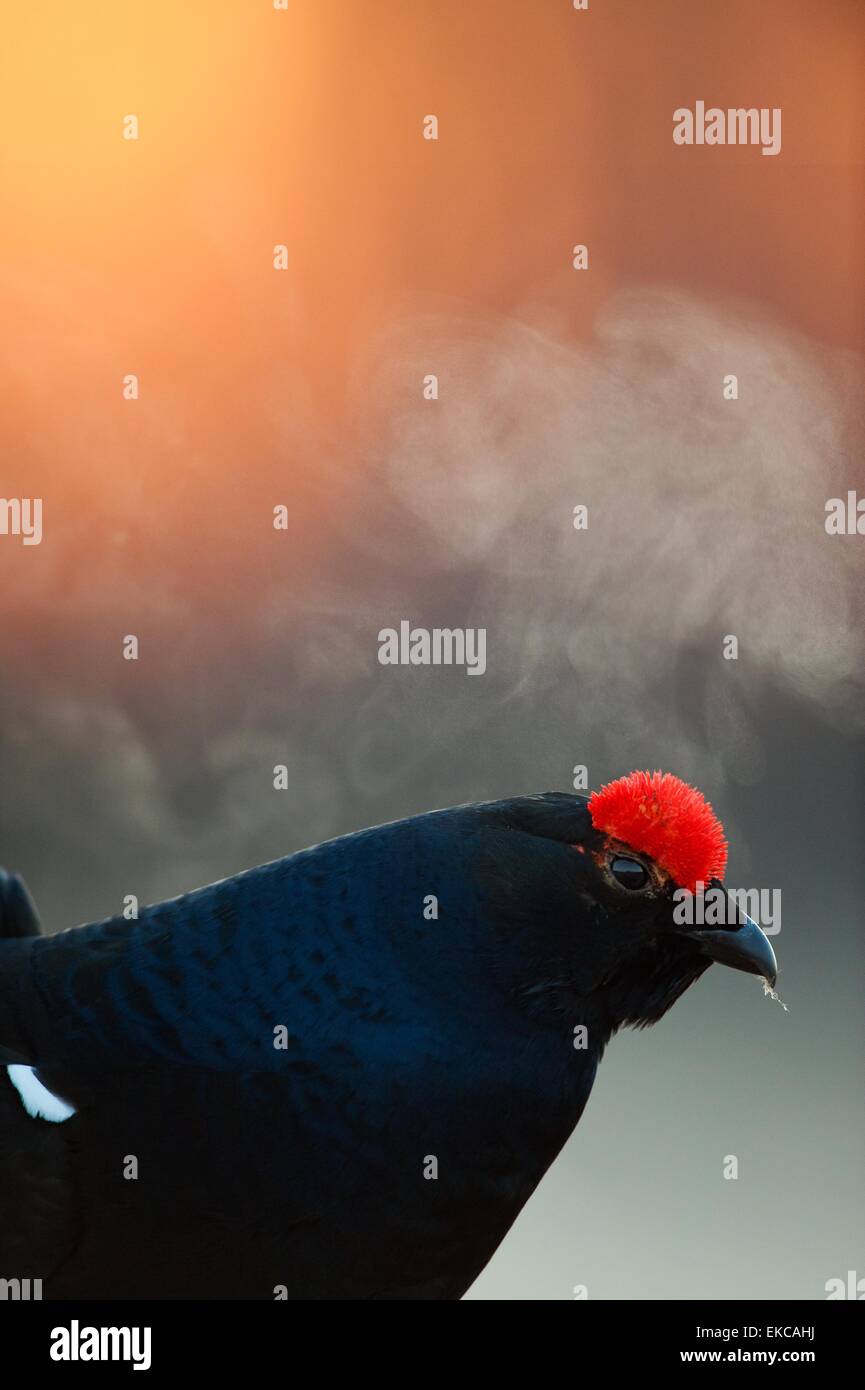 Lekking Black Grouse Stock Photo - Alamy