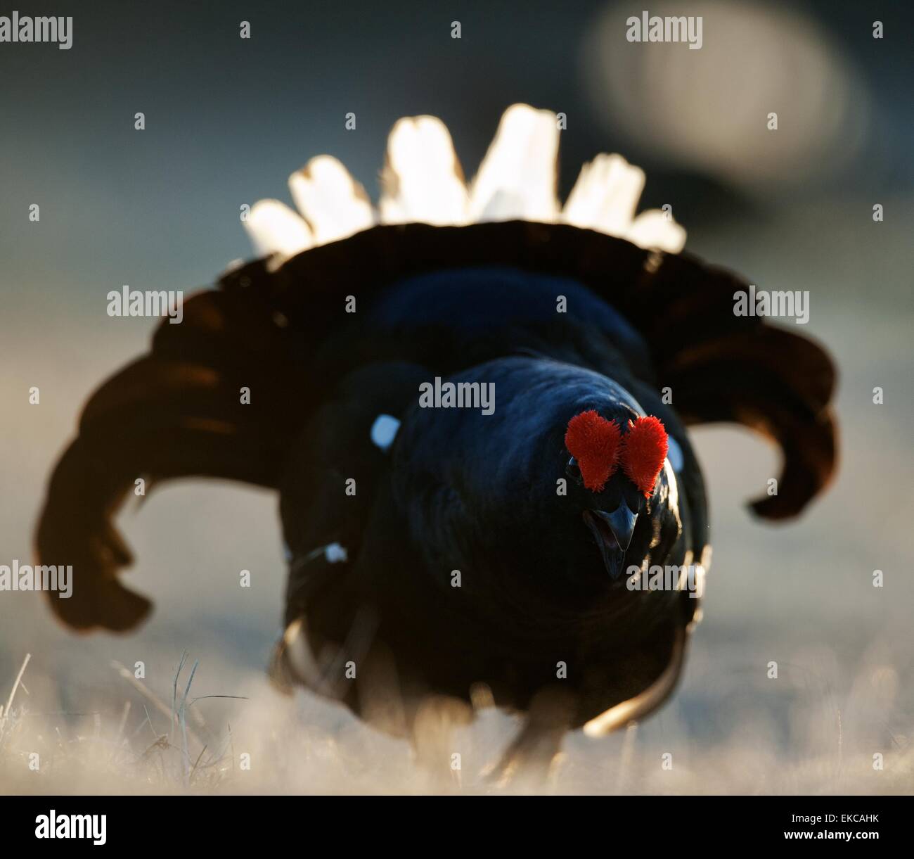 Lekking Black Grouse ( Lyrurus tetrix Stock Photo - Alamy