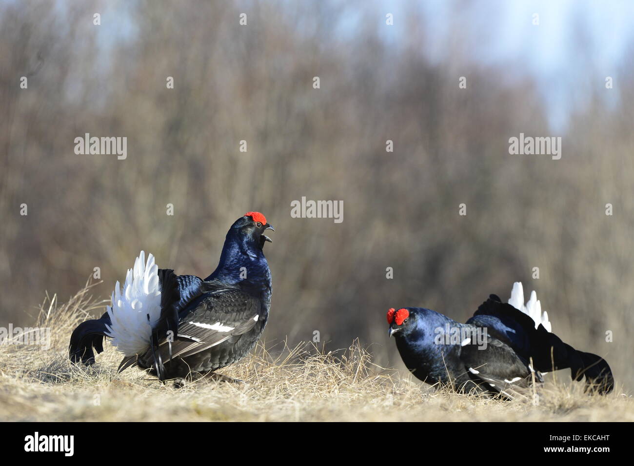 Lekking Black Grouse Stock Photo - Alamy