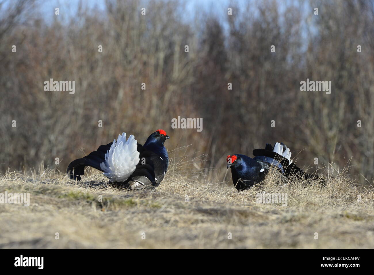 Lekking Black Grouse Stock Photo - Alamy