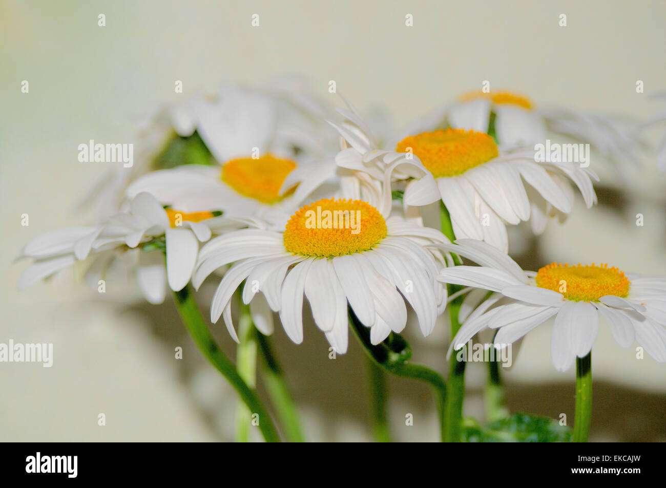 Big chamomiles hi-res stock photography and images - Alamy