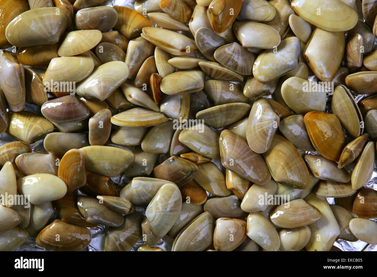 Tellin clams hi-res stock photography and images - Alamy