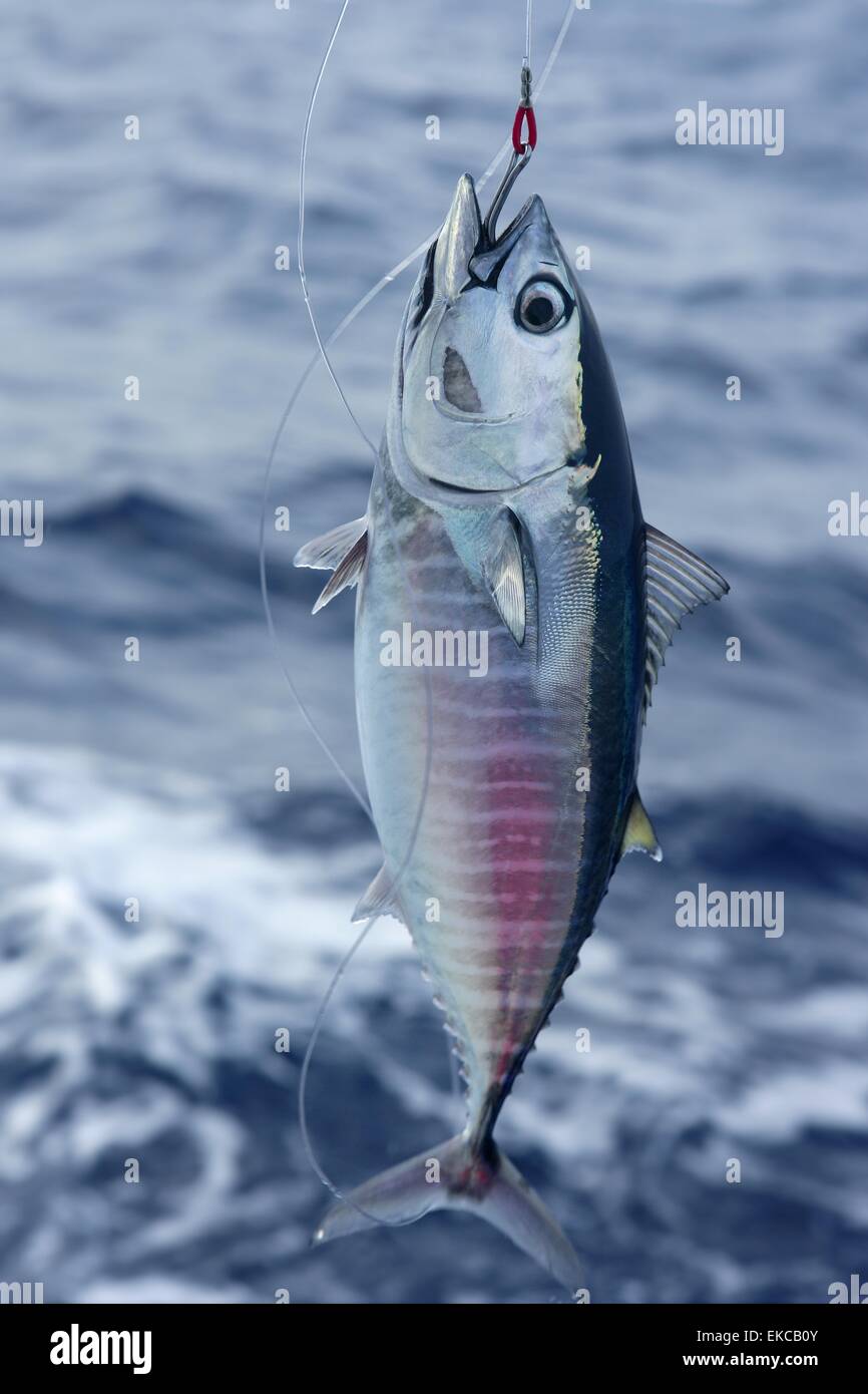 Blue fin bluefin tuna catch and release Stock Photo - Alamy