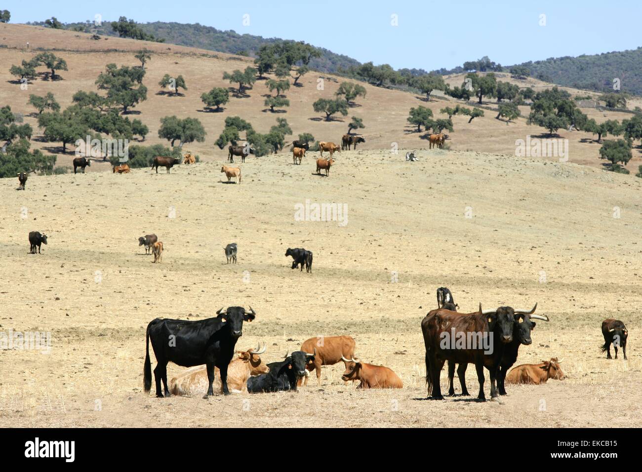 Bull cattle black toro in southern Spain Stock Photo - Alamy