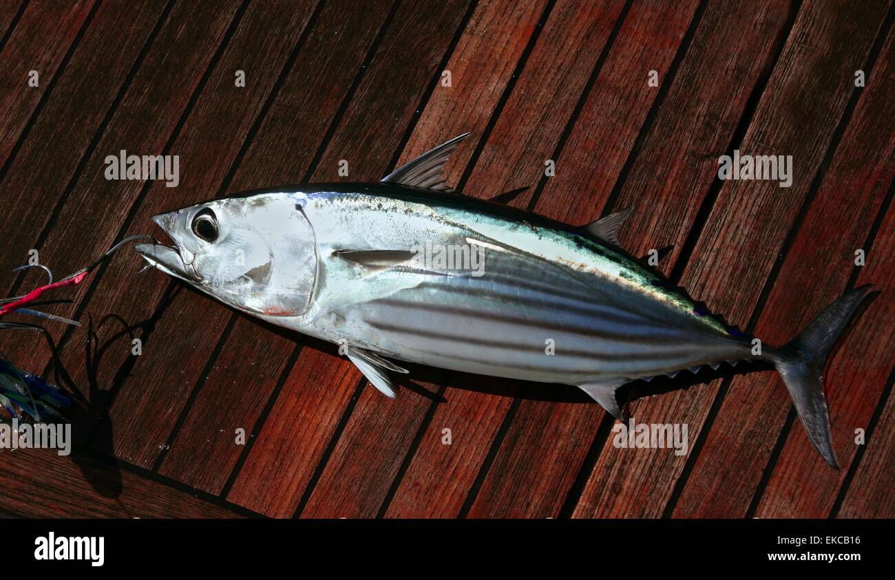 Catch skipjack tuna fish portrait detail seafood Stock Photo - Alamy
