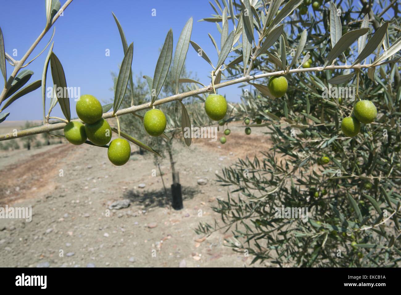 Country olive young trees hill field Stock Photo - Alamy