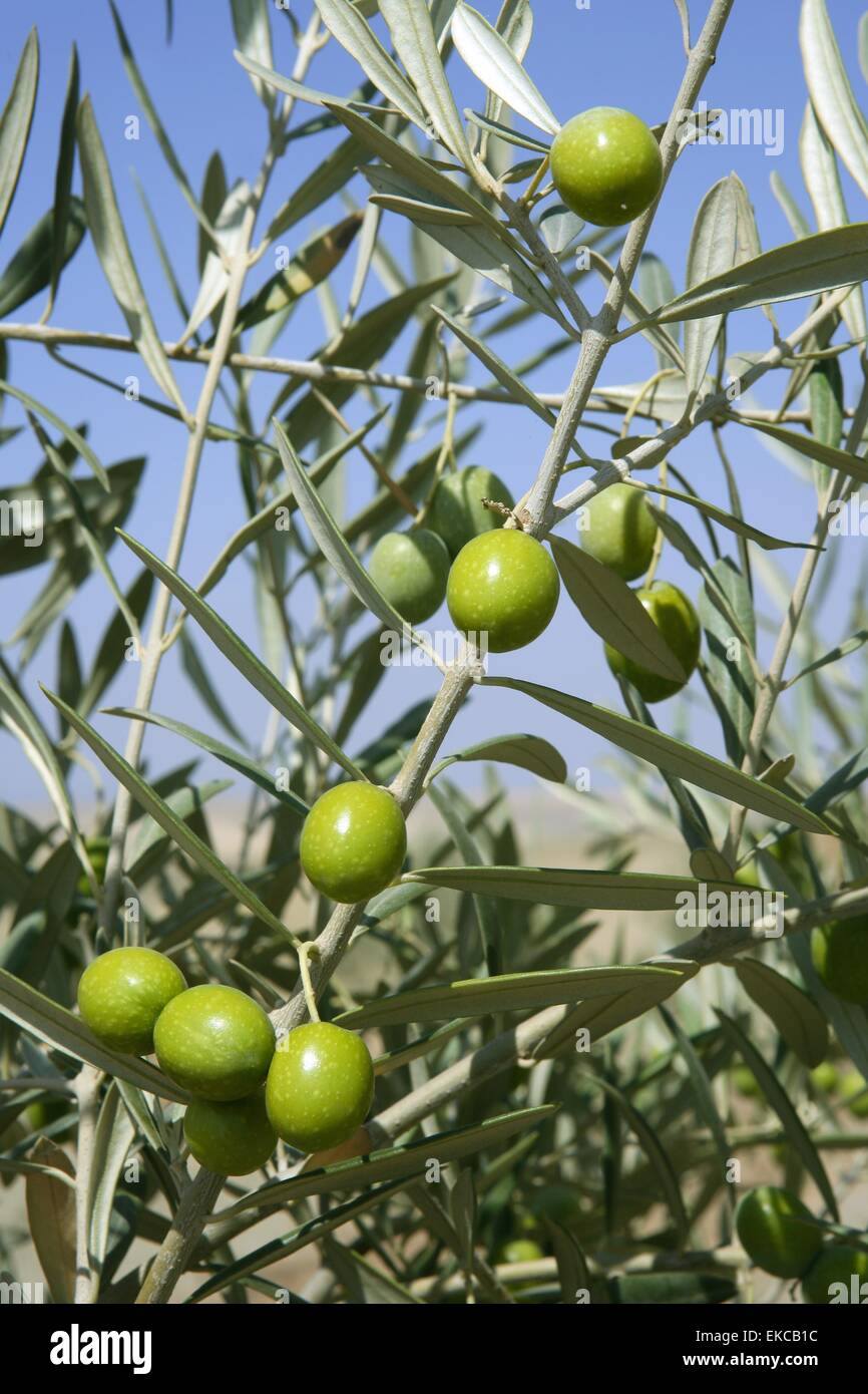 Beautiful green olive field macro over blue sky Stock Photo - Alamy