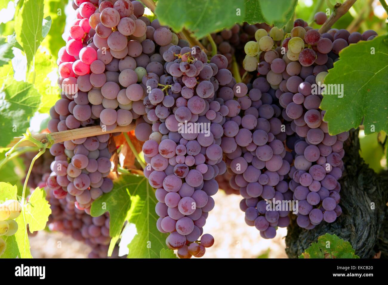 Agriculture wine red grapefruit field Stock Photo - Alamy