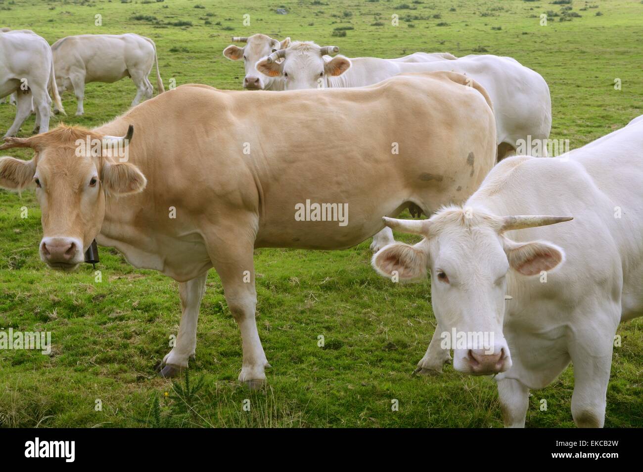 Beige cows cattle eating in green meadow Stock Photo - Alamy