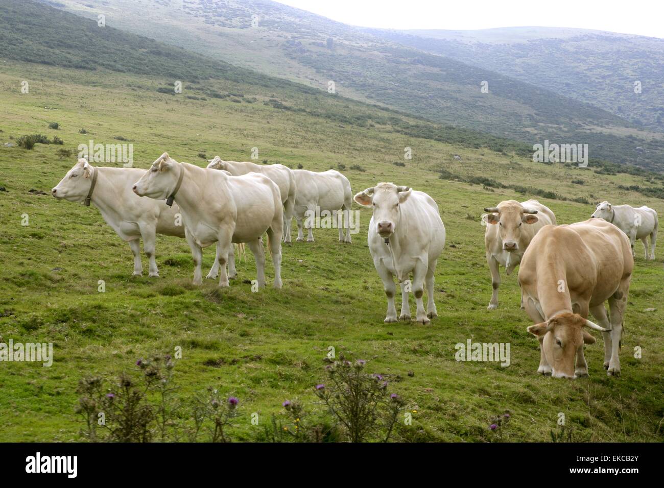 Beige cows cattle eating in green meadow Stock Photo - Alamy