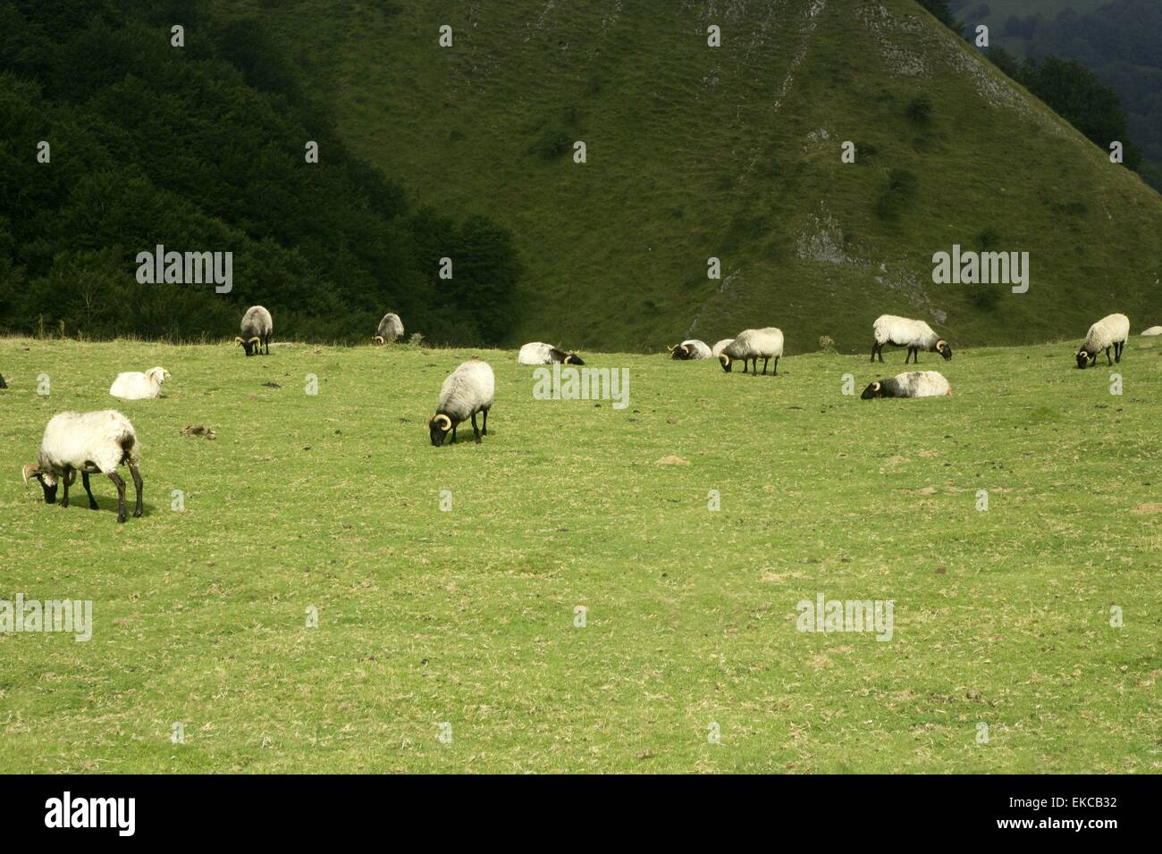 Pyrenees france food lamb hi-res stock photography and images - Alamy