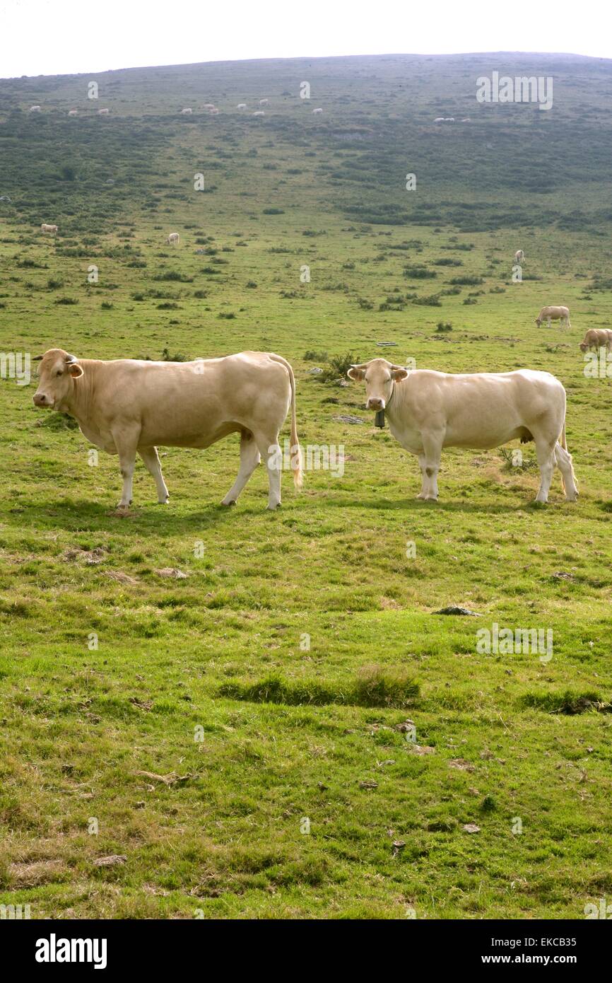 Beige cows cattle eating in green meadow Stock Photo - Alamy