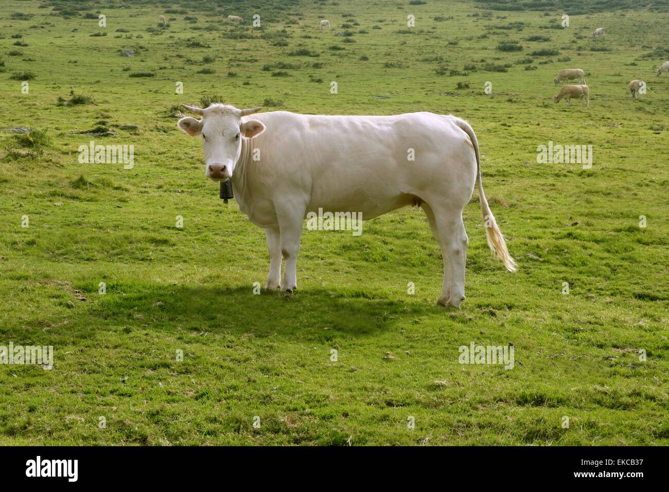 Beige cows cattle eating in green meadow Stock Photo - Alamy