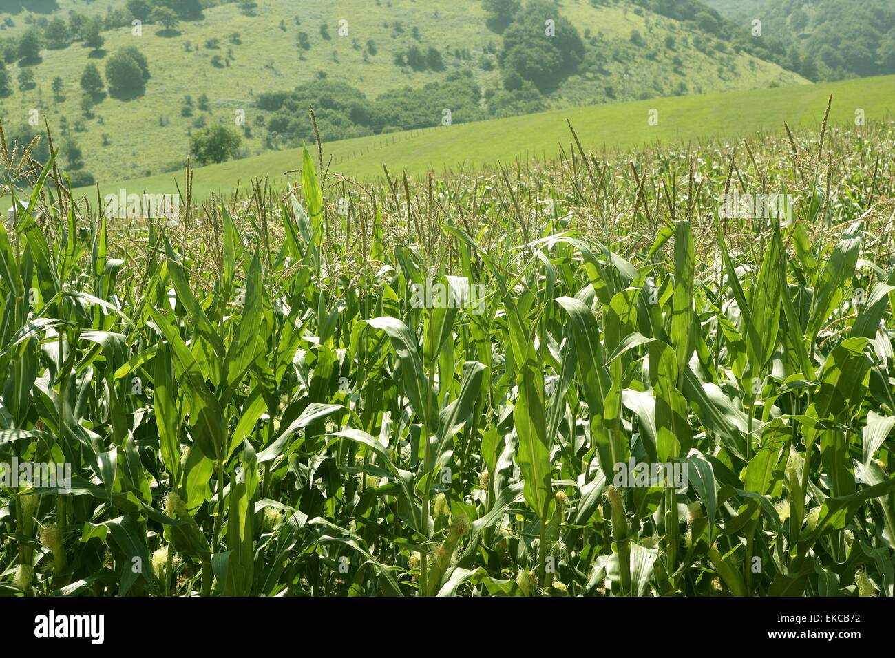 Corn green fields landscape outdoors Stock Photo - Alamy