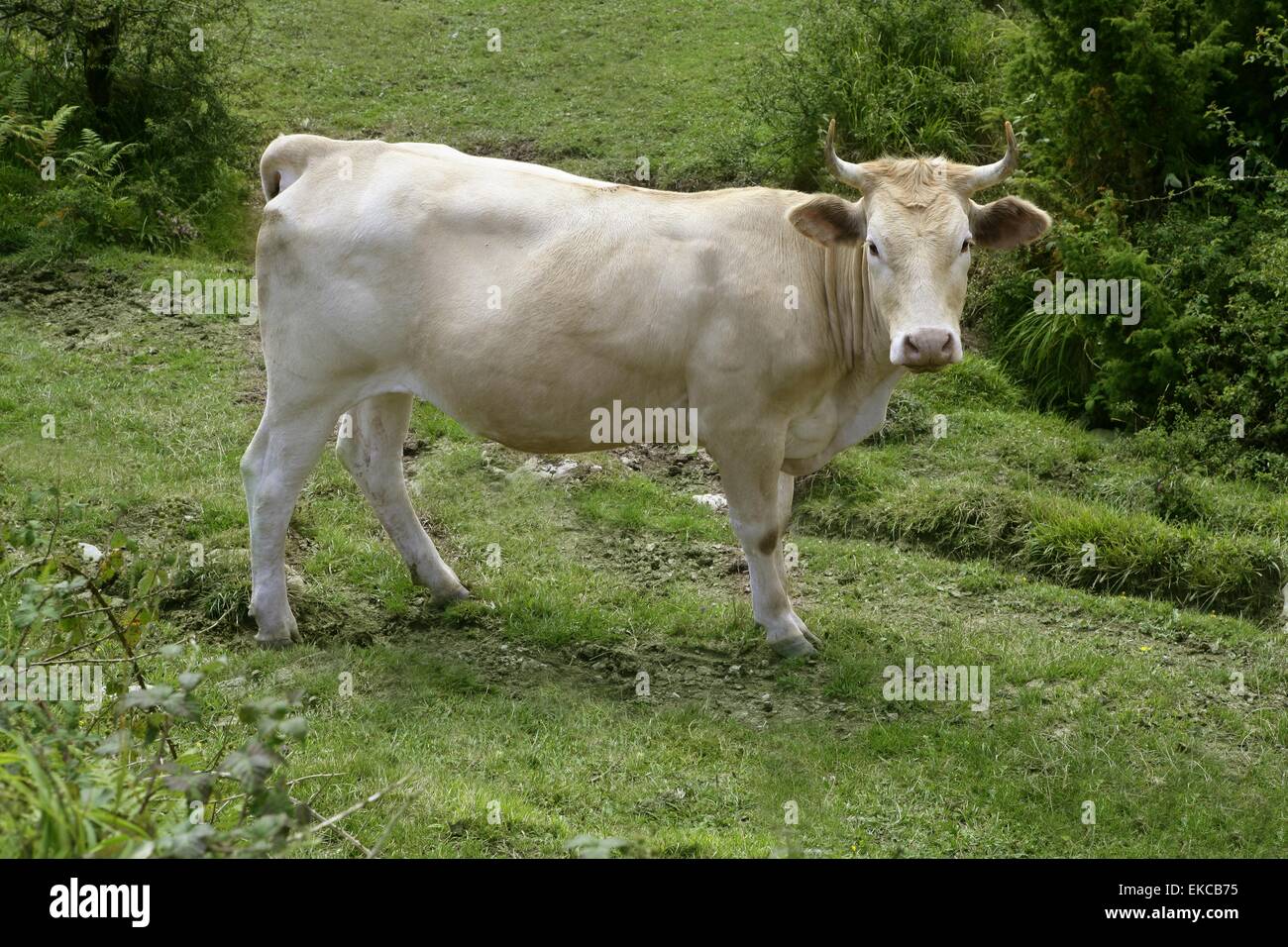 Beige cows cattle eating in green meadow Stock Photo - Alamy