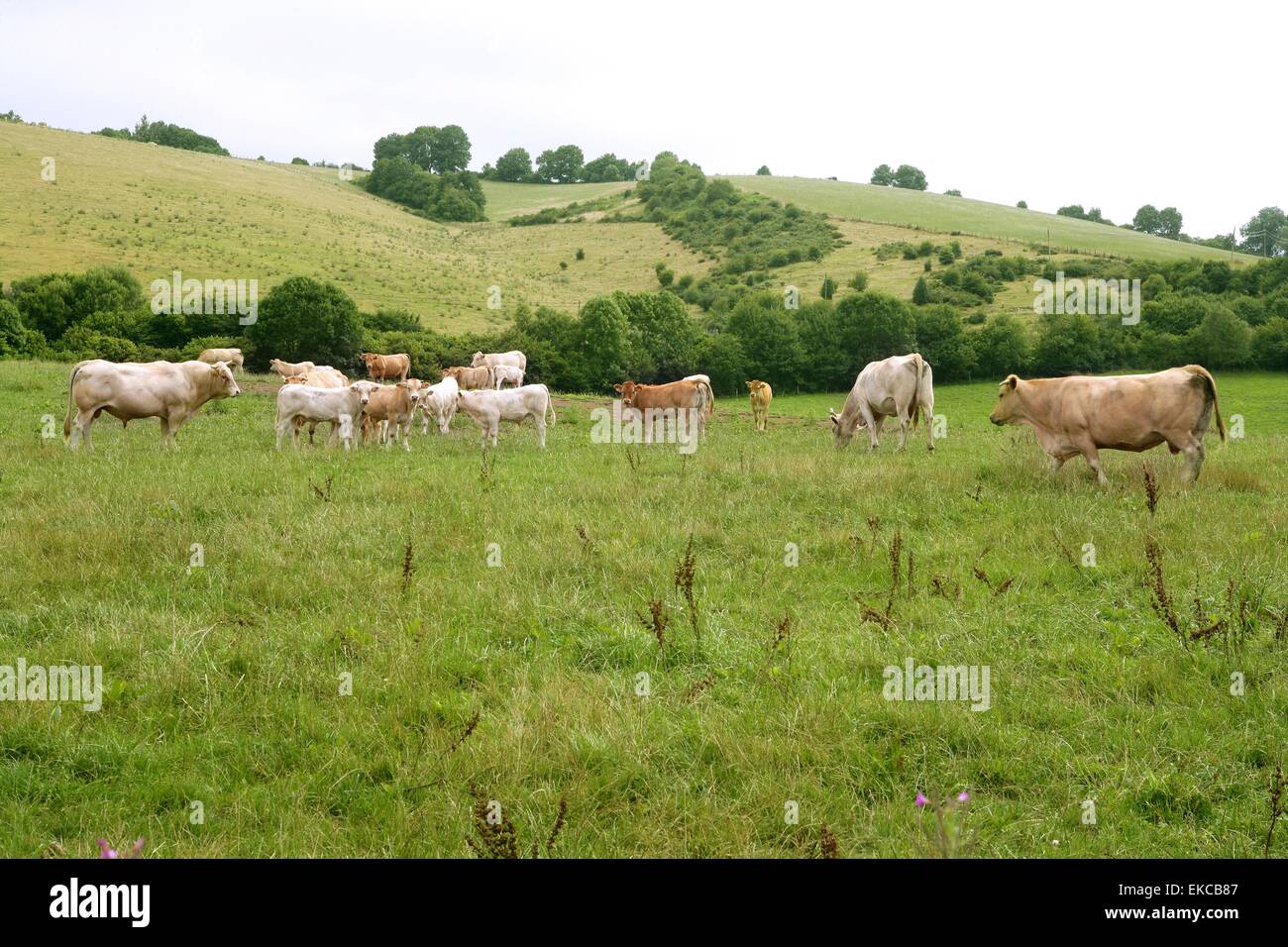 Beige cows cattle eating in green meadow Stock Photo - Alamy