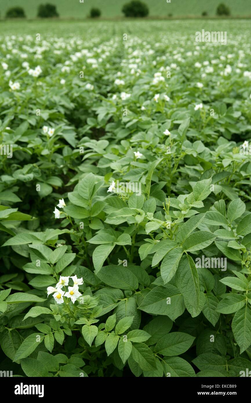 Green potatoes field in flowers Stock Photo - Alamy