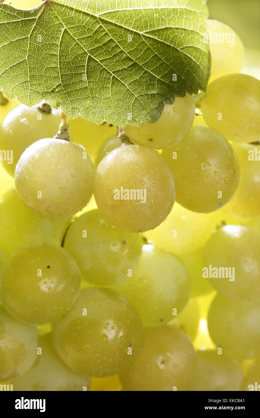 Delicious yellow autumn grape fruit Stock Photo - Alamy