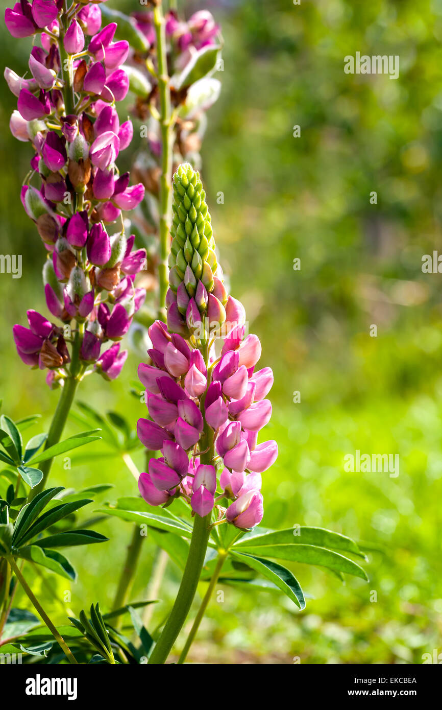 Rare pink Lupin flower (Lupinus Stock Photo - Alamy