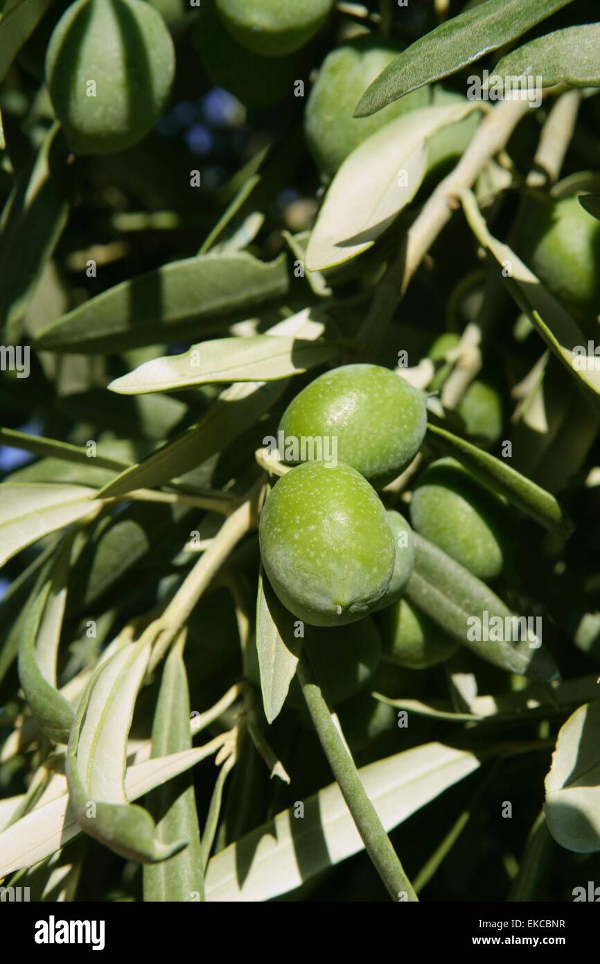 Green olive tree with macro closeup fruits Stock Photo - Alamy