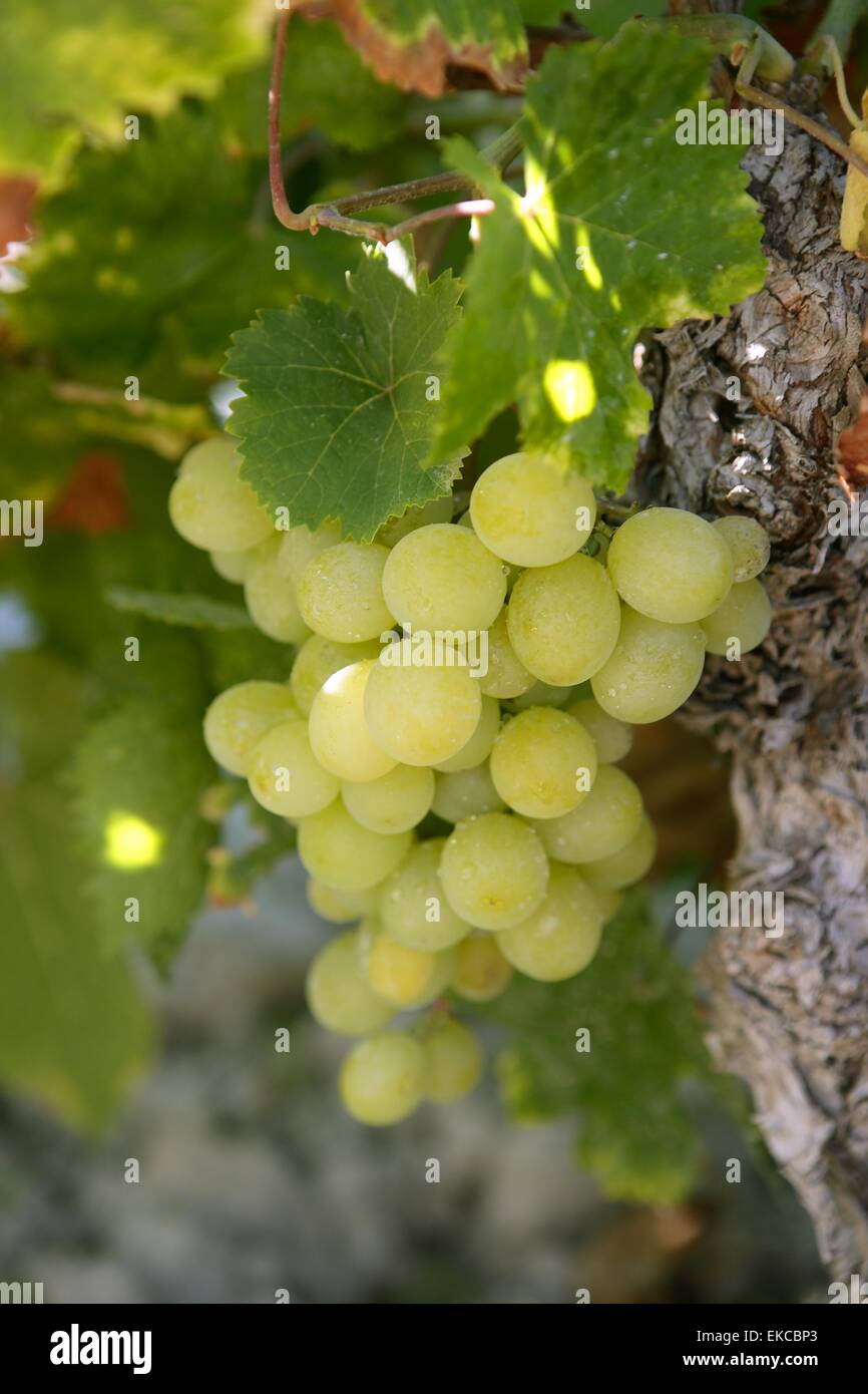 Delicious yellow autumn grape fruit Stock Photo - Alamy