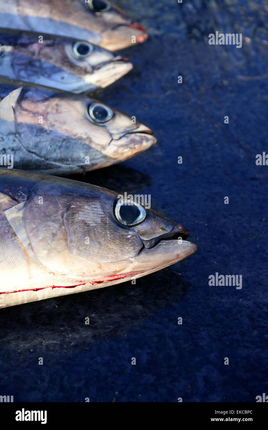 Albacore bloody tuna sport fisherman catch Stock Photo - Alamy