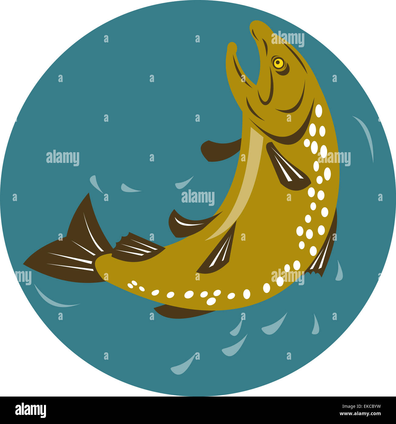 spotted trout fish jumping Stock Photo - Alamy