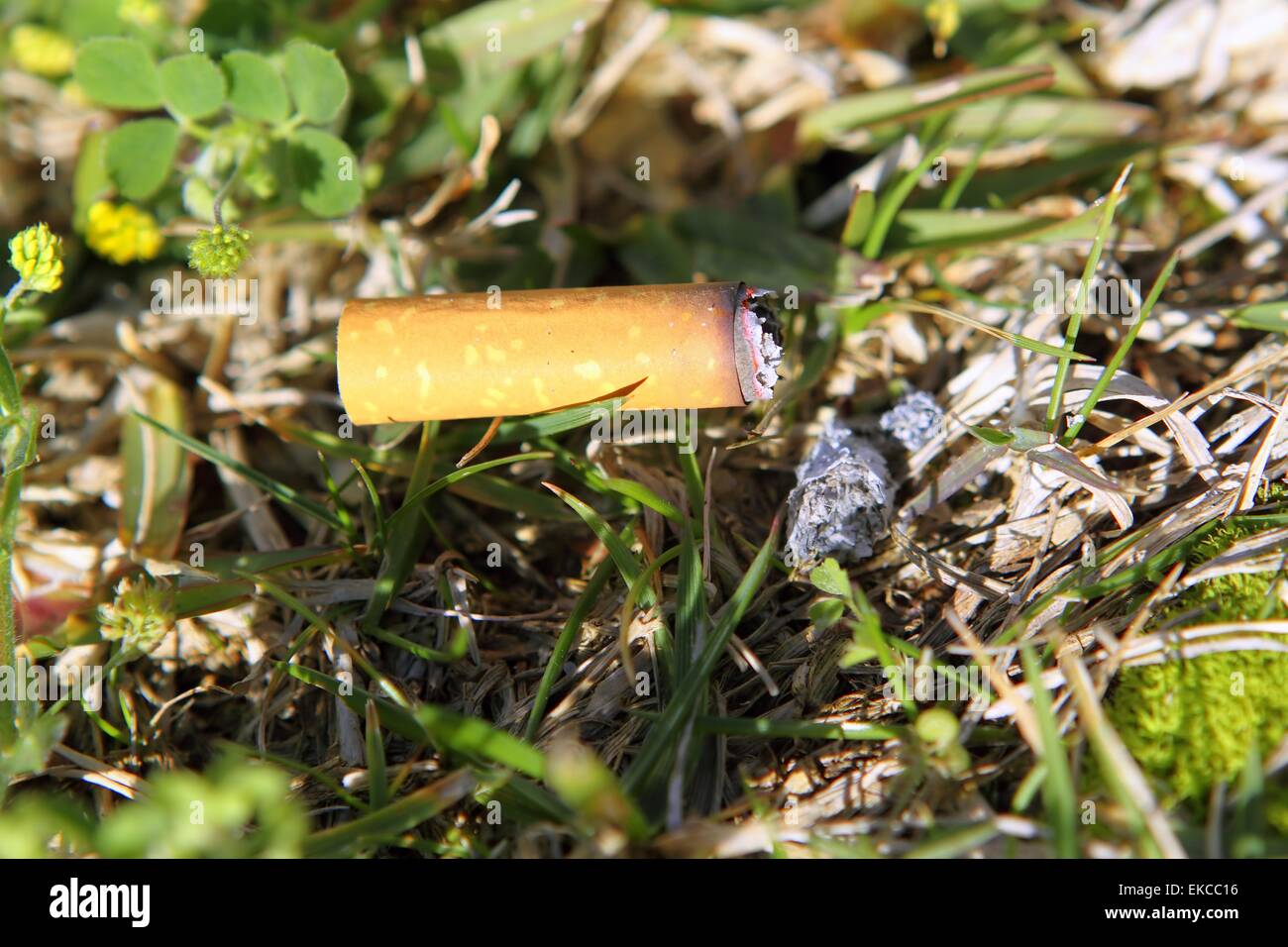 Cigarette fire hazard on forest hi-res stock photography and images - Alamy