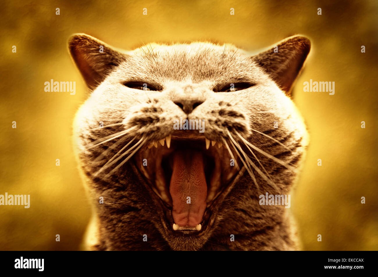 Aggressive cat hi-res stock photography and images - Alamy
