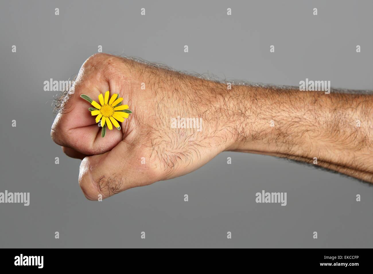 Concept and contrast of hairy man hand and flower Stock Photo - Alamy