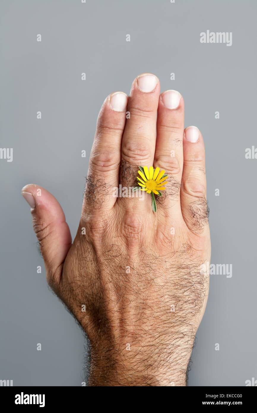 Concept and contrast of hairy man hand and flower Stock Photo - Alamy