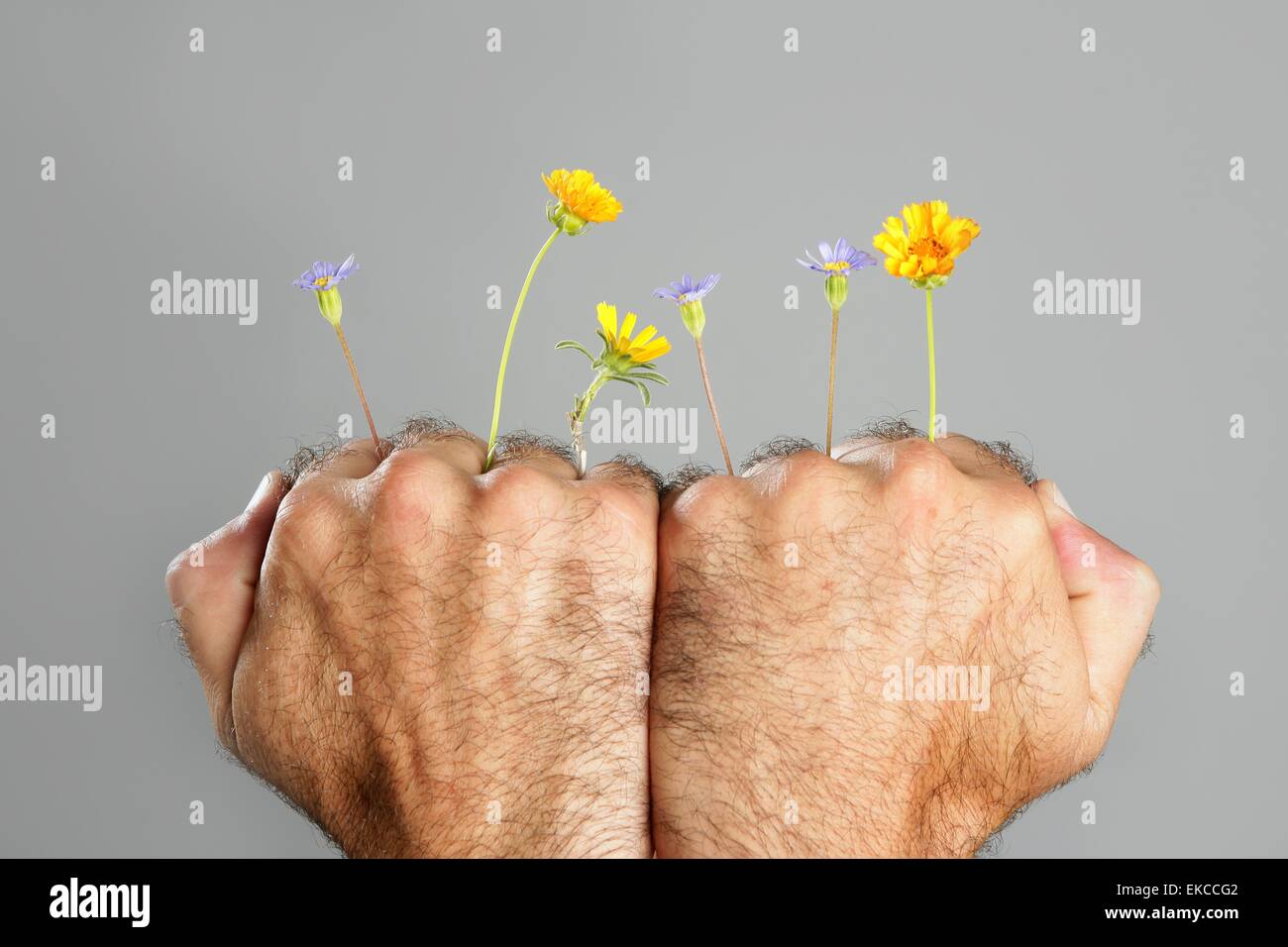 Concept and contrast of hairy man hand and flower Stock Photo - Alamy
