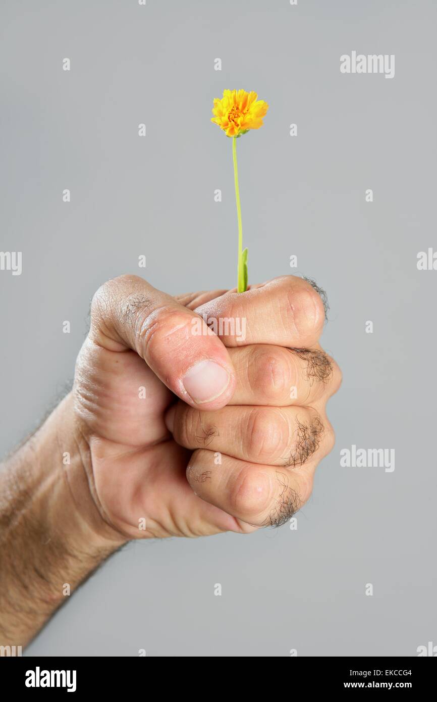 Concept and contrast of hairy man hand and flower Stock Photo - Alamy