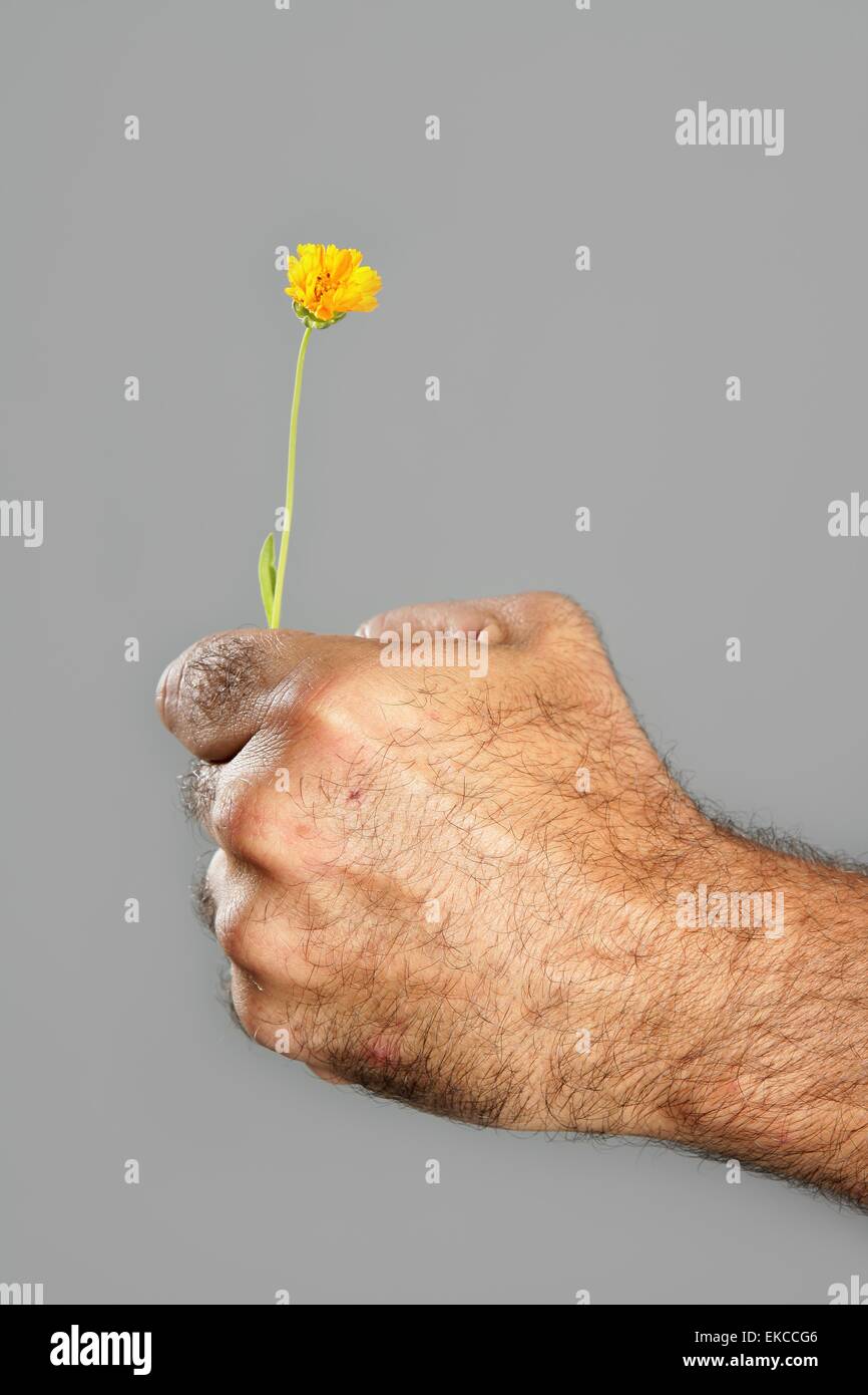 Concept and contrast of hairy man hand and flower Stock Photo - Alamy